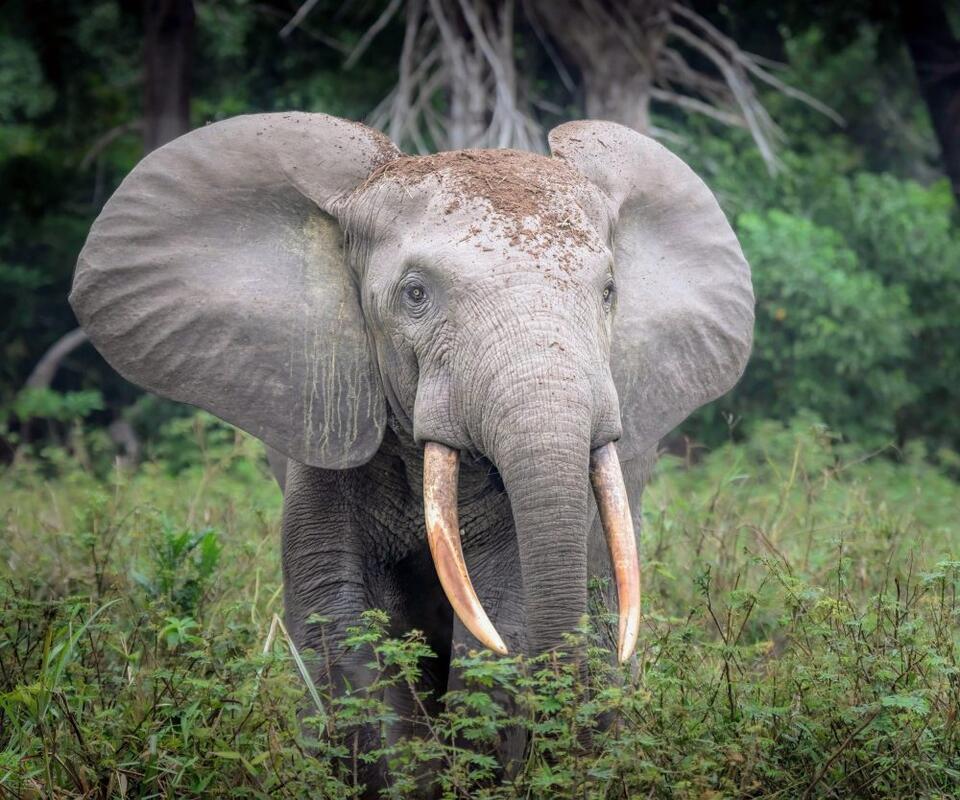 Elephant teeth reveal an unexpected story about Neanderthals - NewsBreak
