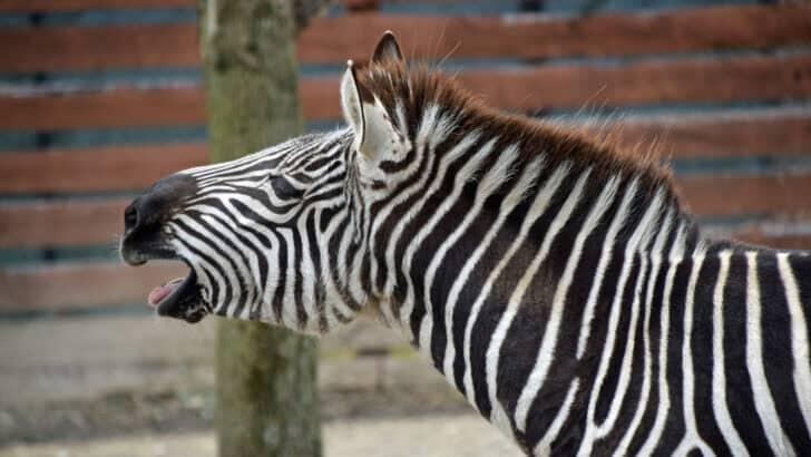 12 Ways Zebras Communicate Without Speaking - NewsBreak