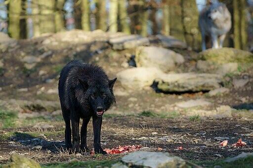 23 Most Endangered Animals and Wildlife in Europe - NewsBreak