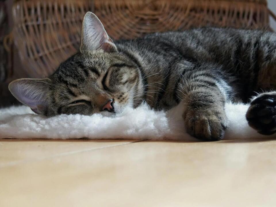 Sleepy Cats: Why Napping All Day Might Actually Be Healthy - NewsBreak