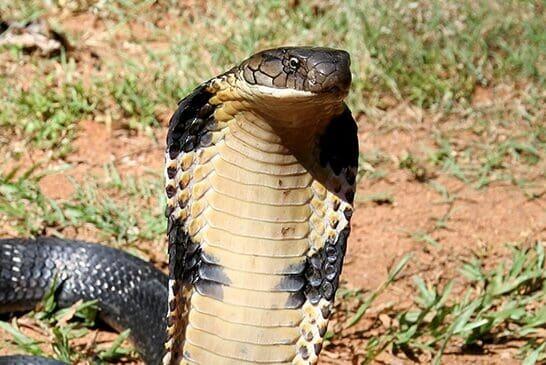Top 10 Poisonous Animals – Beware Of Nature’s Most Deadly Creatures ...