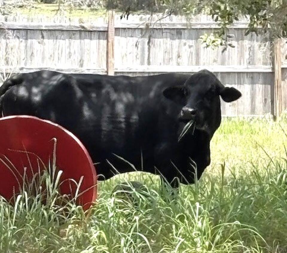 Florida Authorities Search For Owner Of ‘Wandering’ Cow - NewsBreak