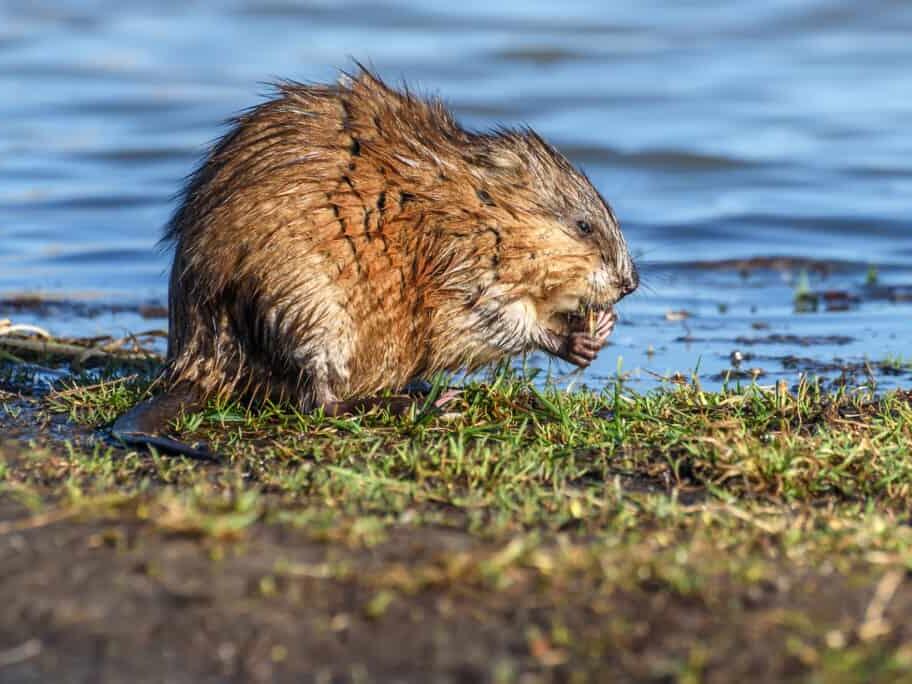 Discover 8 Animals That Look Like Beavers (But Aren’t!)