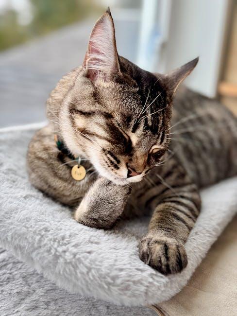 The Truth About Cat Hierarchy in Multi-Cat Homes - NewsBreak