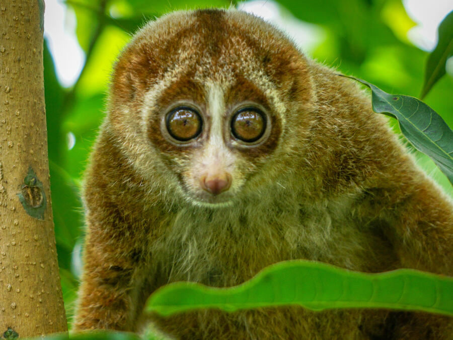 Memphis Zoo Welcomes Rare Baby Pygmy Slow Loris