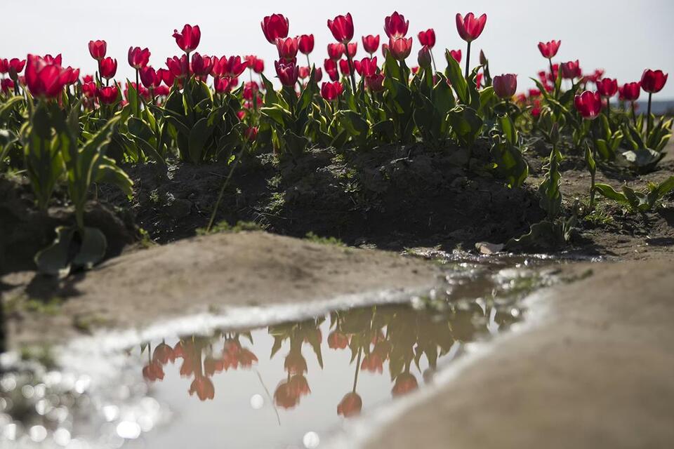 Flooding won’t dampen Skagit Valley Tulip Festival - NewsBreak