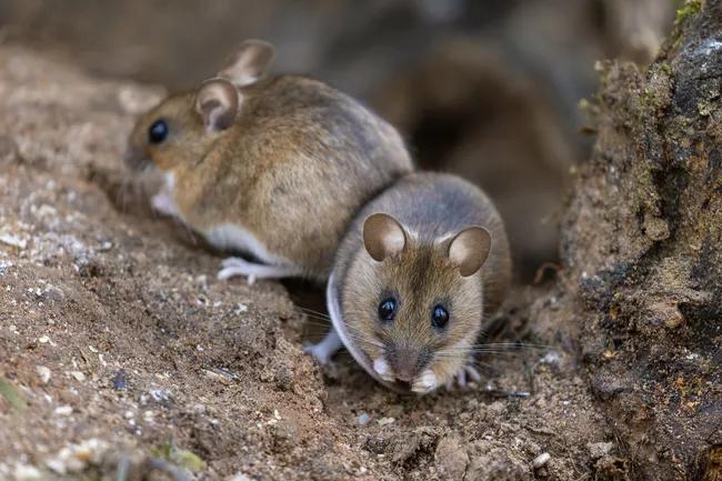 Teen Hospitalized With 'Rare,' Deadly Disease After Mouse Bites Him ...