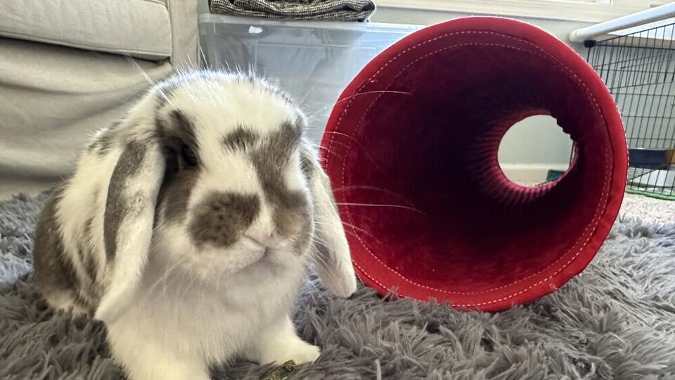 Our rabbit-friendly guide to Kansas City - NewsBreak