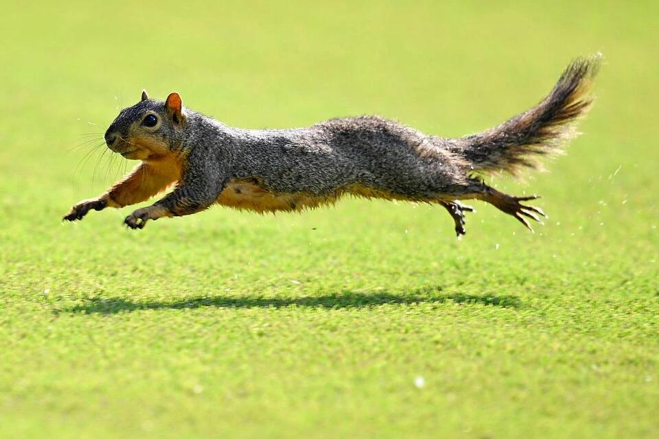 California Squirrel Attack Sparks Jokes in Montana - NewsBreak