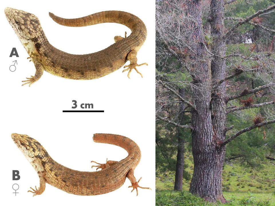 New Species Of ‘unusually Large’ Alligator-like Lizard Discovered In ...