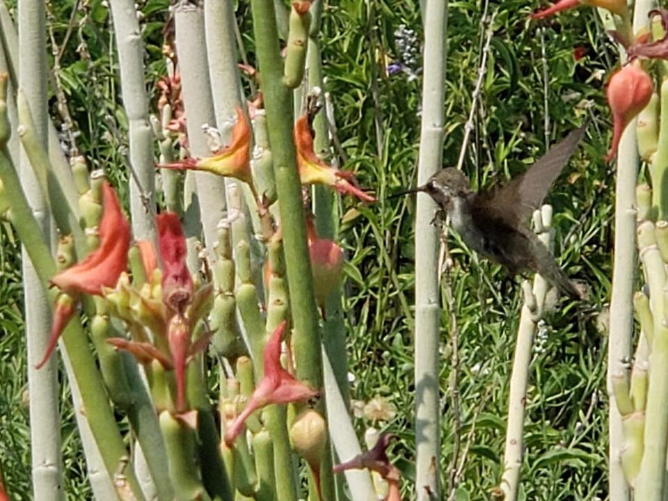 Tiny Hummingbirds Expected in Georgia During March, Migrating to ...