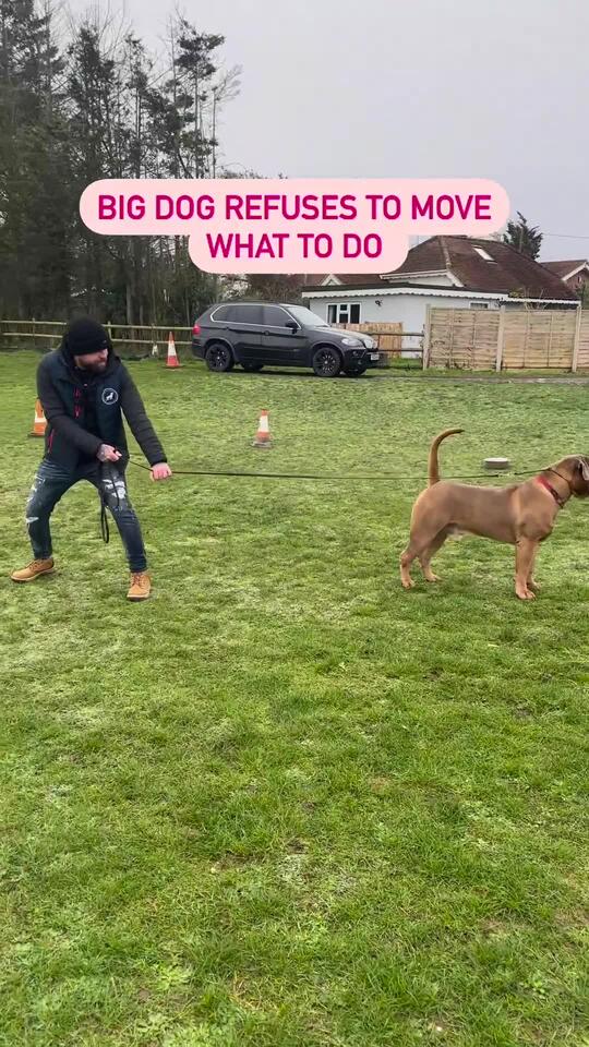 Big Dog Refuses To Move, What To Do Dont forget to download the ...