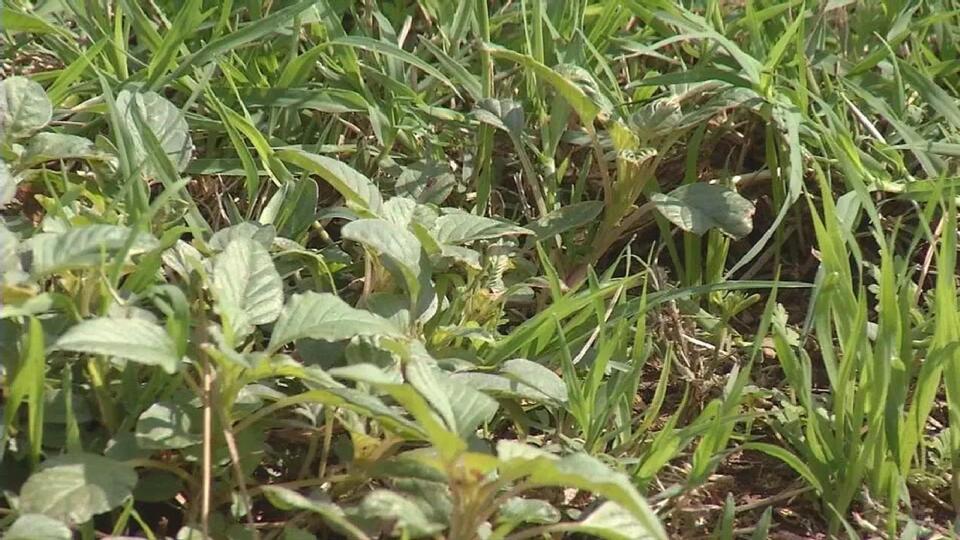 Birmingham breaks down new numbers on ongoing weed abatement program ...