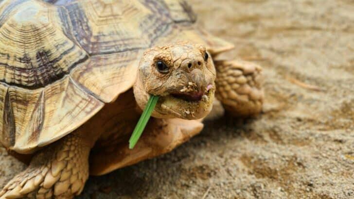 14 Cold-Blooded Creatures That Thrive in Heat - NewsBreak