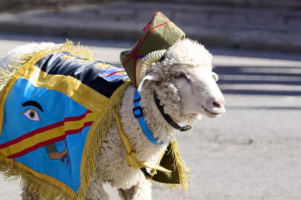The Beer-Drinking Goat Who Became Mayor in Texas - NewsBreak