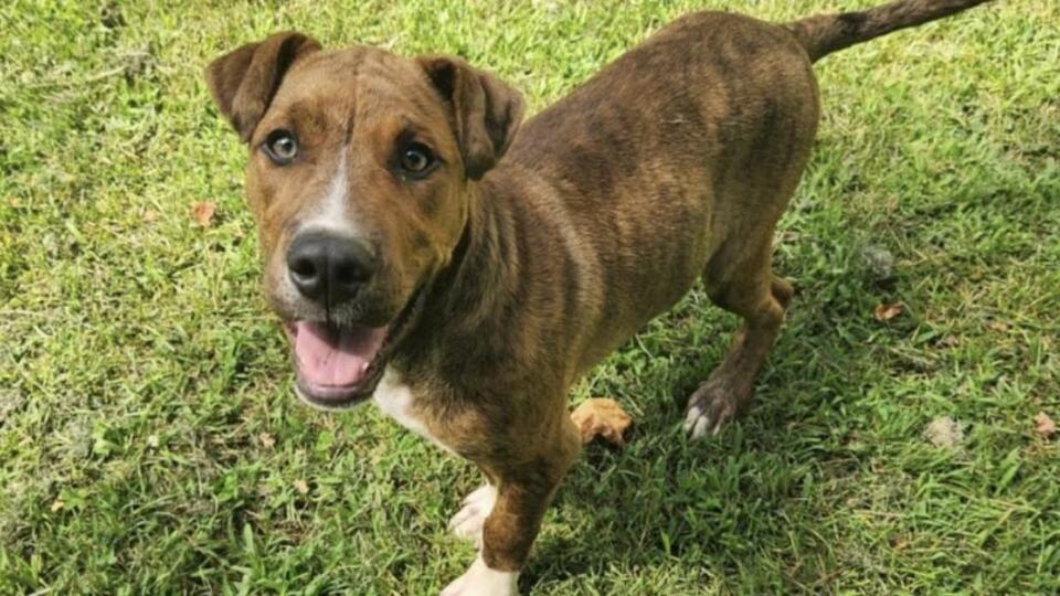 Puppy Who Was "Dumped" in Rescue's Yard is Searching For Family - NewsBreak