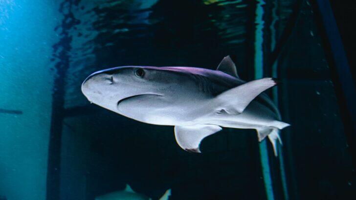 How Sharks Use Electroreception to Detect Prey - NewsBreak
