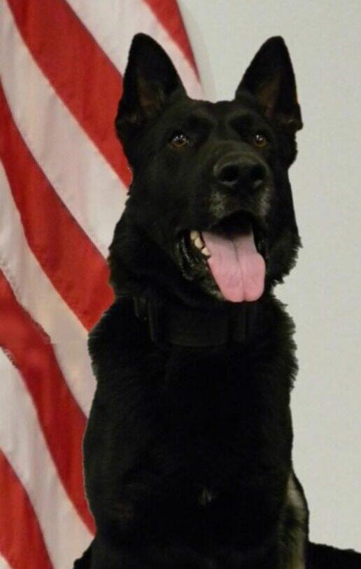 Henry County K9 Axel Retires After Years of Dedicated Service - NewsBreak