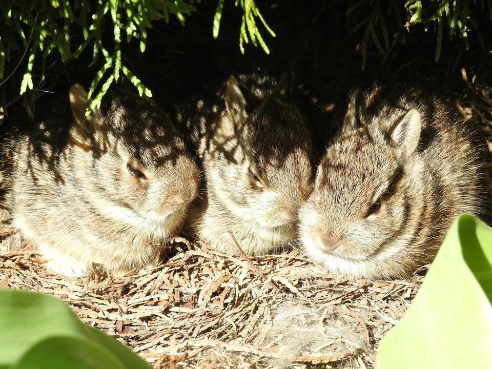 Meet the 5 Rabbit Species You Can Find in Yosemite National Park ...