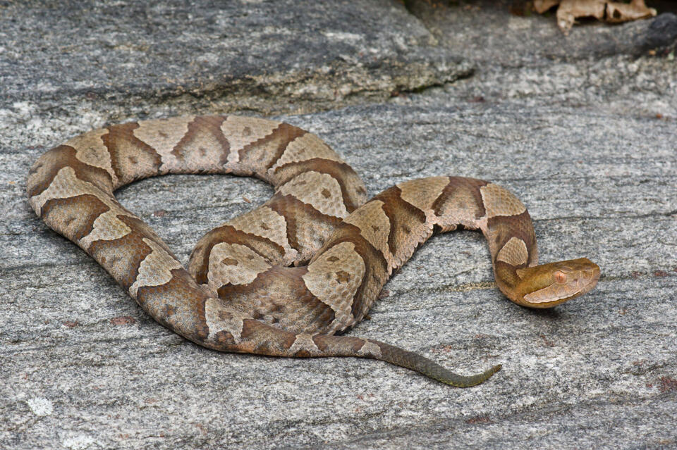 Notice a copperhead? Leave it alone - NewsBreak