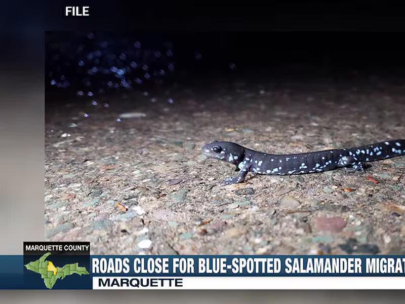 Portion of Presque Isle Park roads close for blue-spotted salamander ...