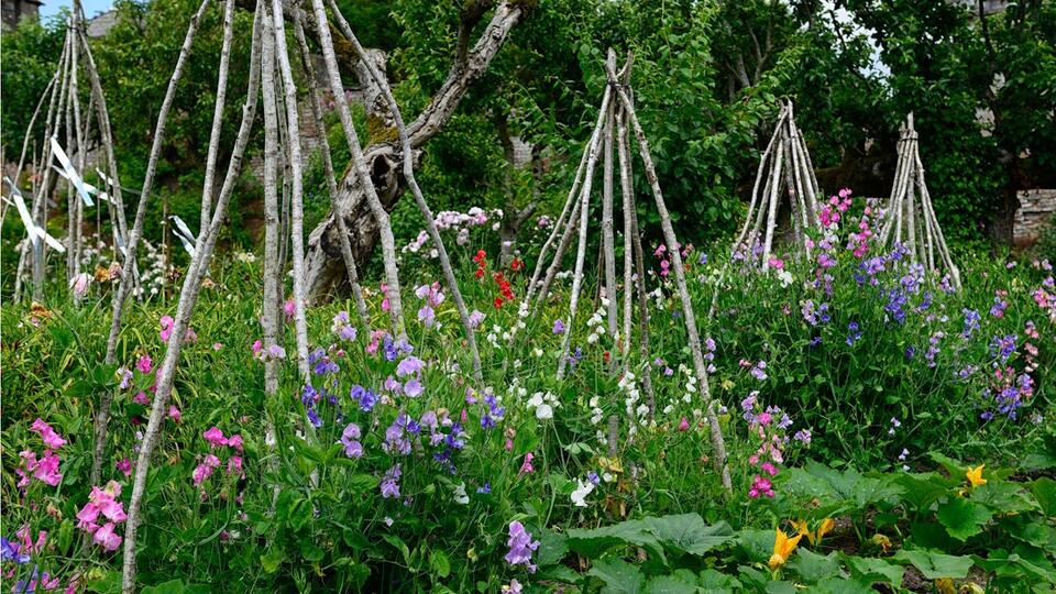 5 climbing annual plants all gardeners should grow – to get astonishing ...