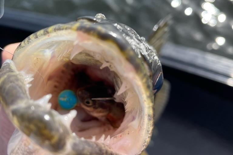 How Forward Facing Sonar Is Impacting Walleye Fishing in MN - NewsBreak