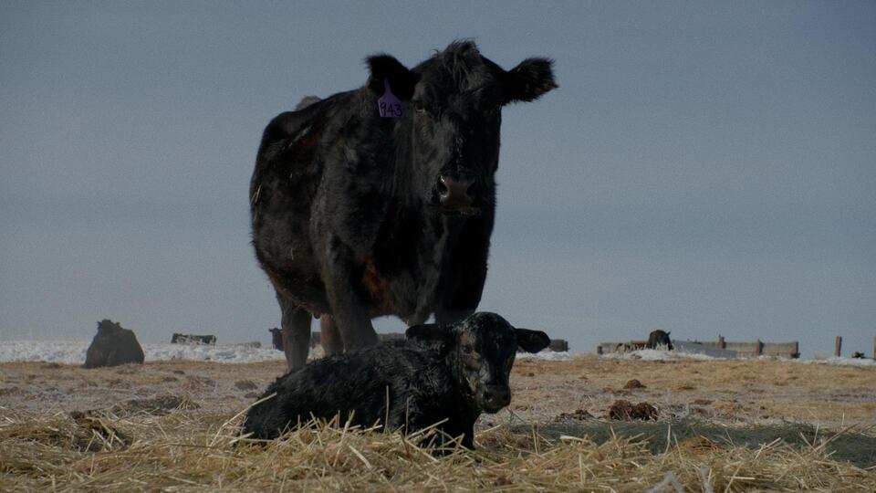 New film explores cattle mutilation mystery in Oregon - NewsBreak