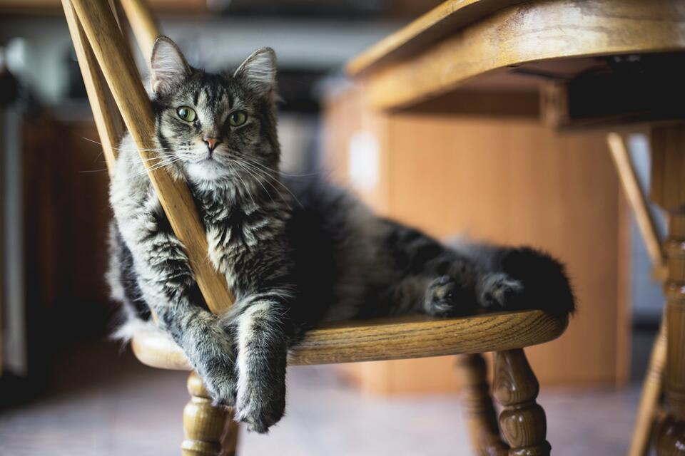 The Role of Cats in Ancient Myths and Legends - NewsBreak