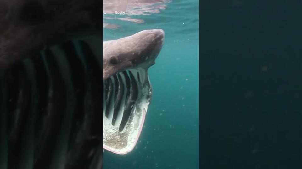 Moment 6-foot-long basking shark is spotted near shore - NewsBreak