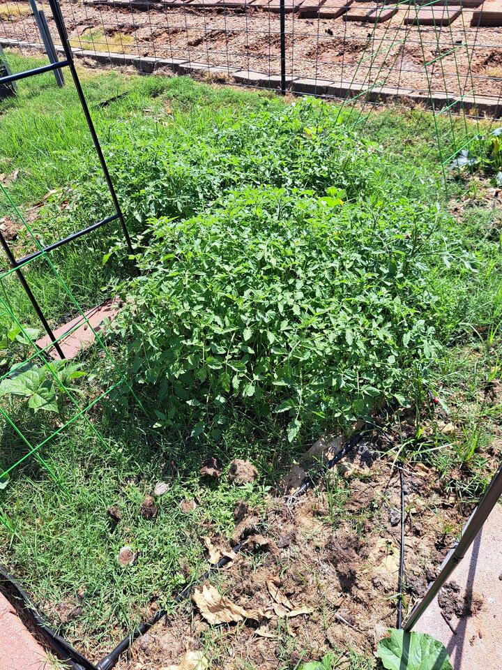 🎁 Freebies Up for Grabs in Yukon — Plants, Furniture & More - NewsBreak