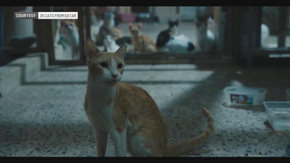 ’25 Cats from Qatar’ documents stray cat crisis in the Middle East ...