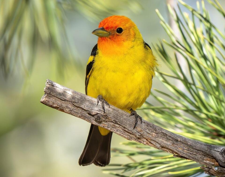 Some wildfires can actually help birds thrive for decades - NewsBreak