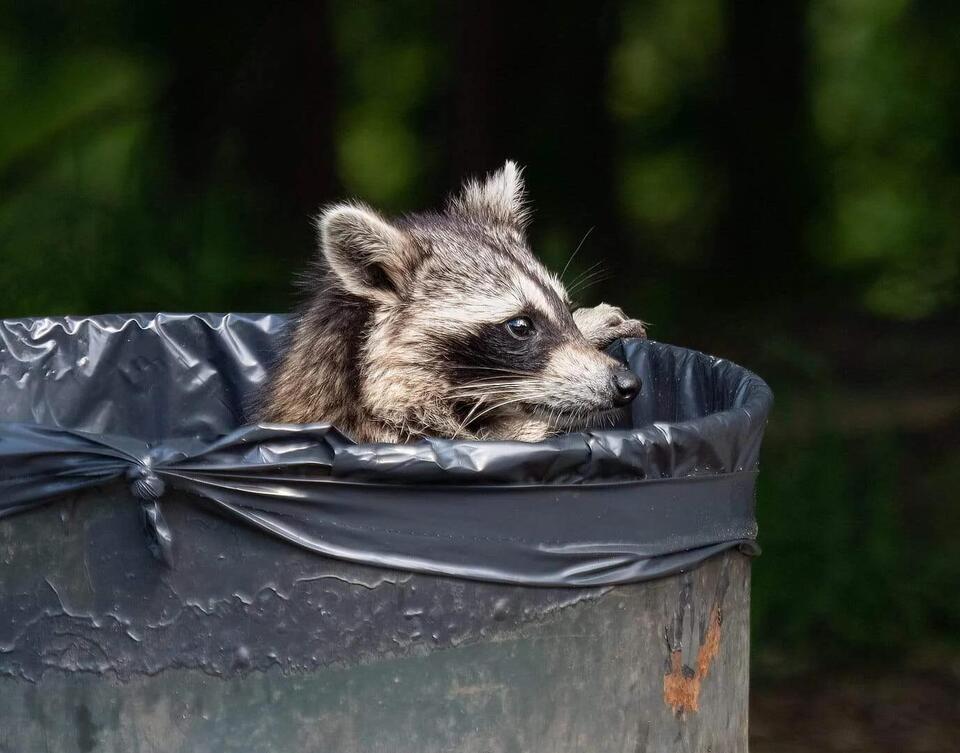 10 Urban Wildlife Species Adapting to Human Habitats - NewsBreak