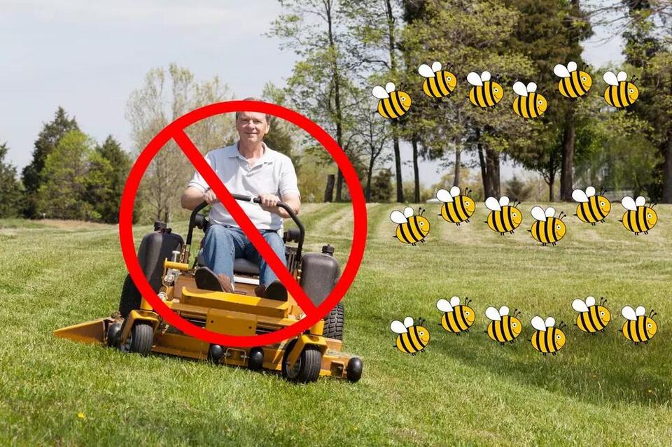 Why Are Some People Not Mowing Their Lawns In New York? - NewsBreak