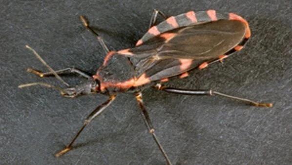 Missouri among states with reported 'kissing bug' disease cases, new ...