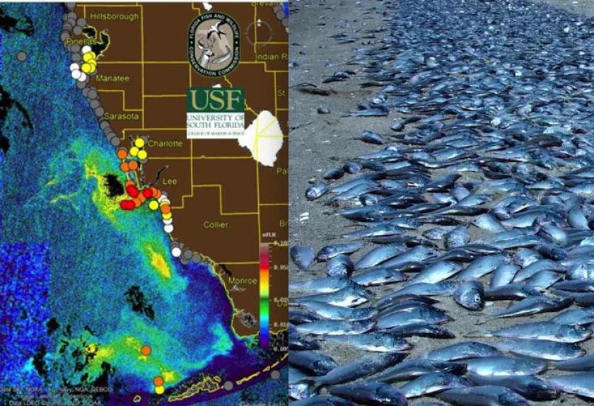 Red tide worries Southwest Florida residents and visitors. What is it ...