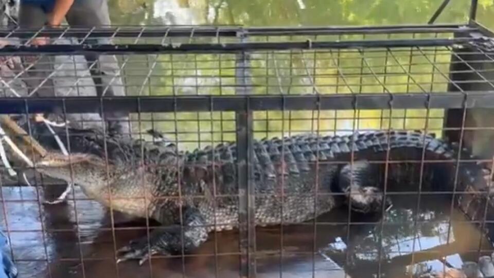 See ya later, alligator: 10-footer caught at Eagle Mountain Lake ...