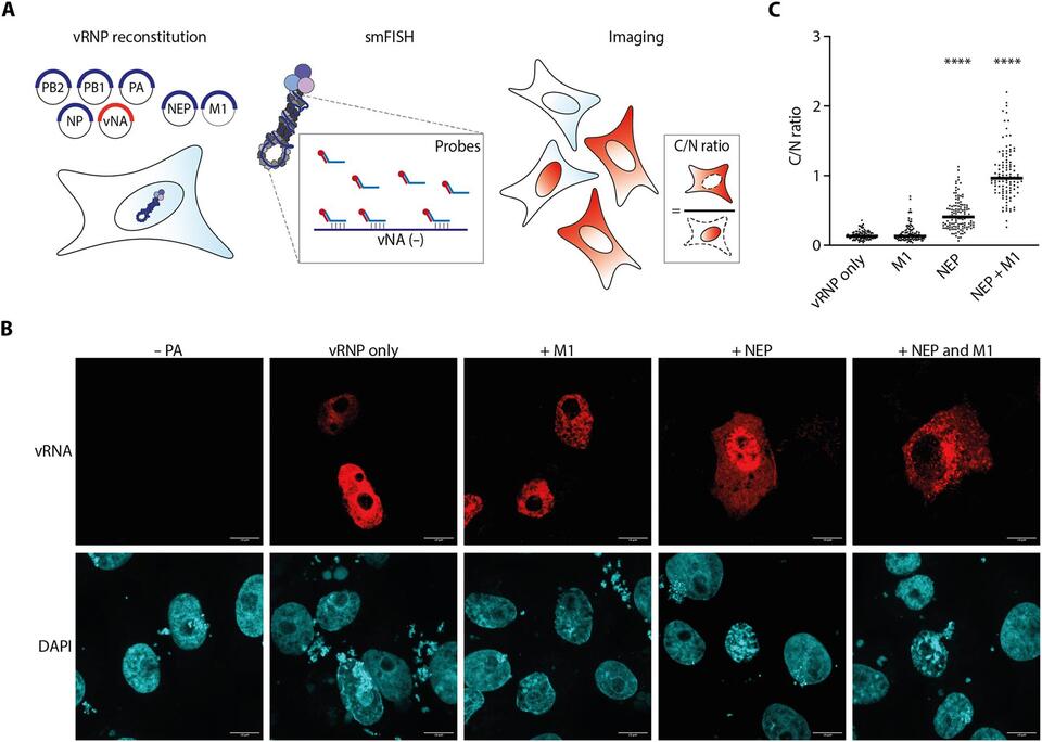 Regulatory hotspot on the influenza A virus polymerase revealed through ...