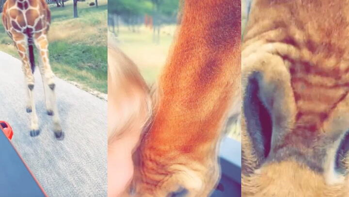 Dramatic moment giraffe snatches girl, 2, from back of moving pick-up ...