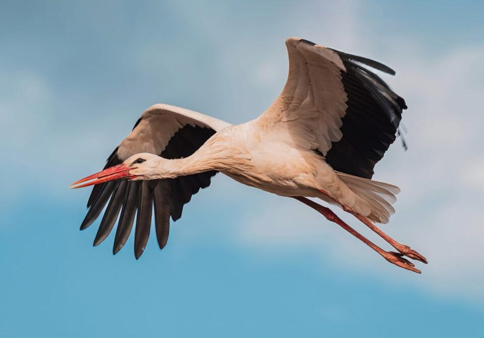 White storks and humans have a long, intertwined history - NewsBreak