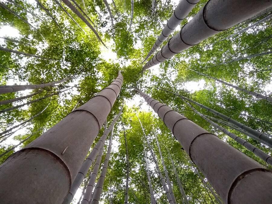 The Grisly History Of Bamboo Torture, The Excruciating Method Of ...
