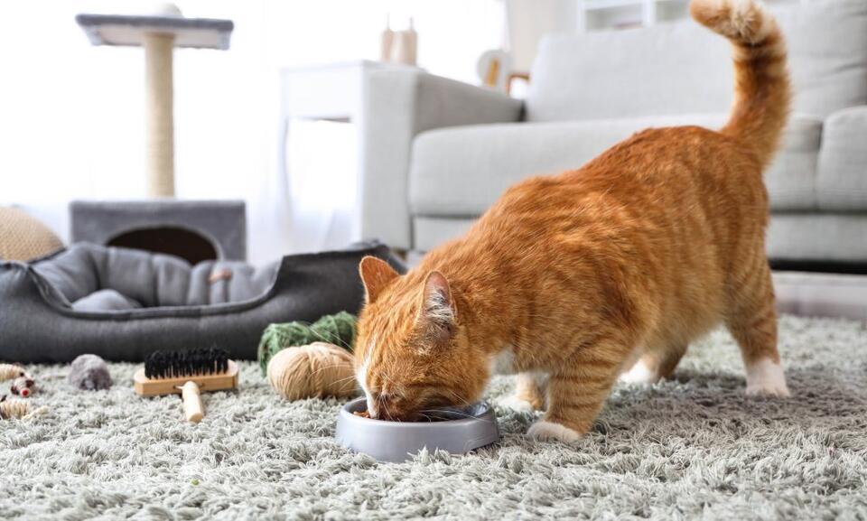 Cats don’t just eat once or twice a day: A new study tracked their real ...