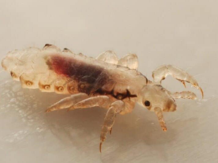 The 9 Most Dangerous Insects in the World (and the Damage They Can Cause)