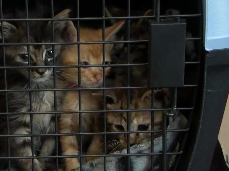 Lowcountry animal shelters offering reduced-fee adoptions