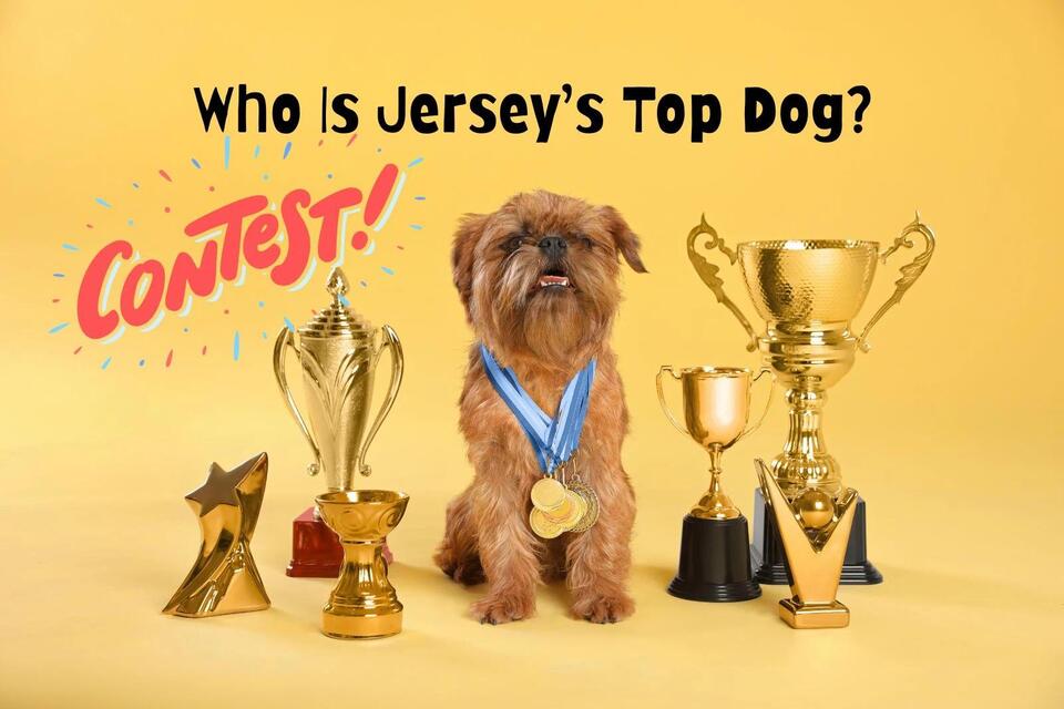 Jersey’s Top Dog Contest: Enter Your Pup Today - NewsBreak