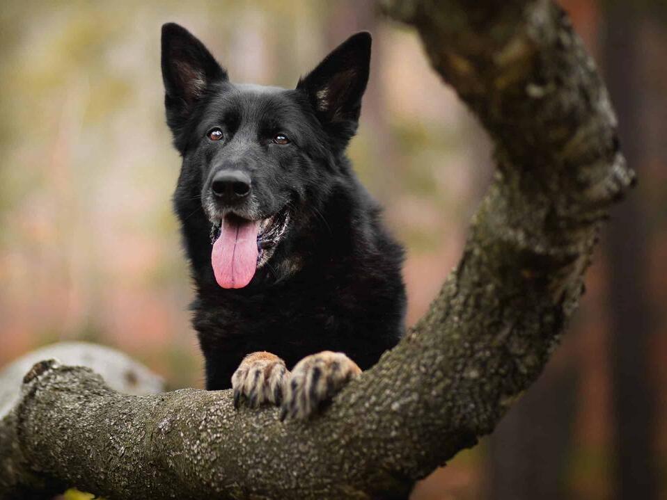 Explore the Best 375 German Dog Names and Their Meanings