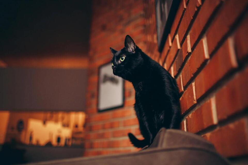 8 Cat Superstitions From Different Cultures Around the World - NewsBreak