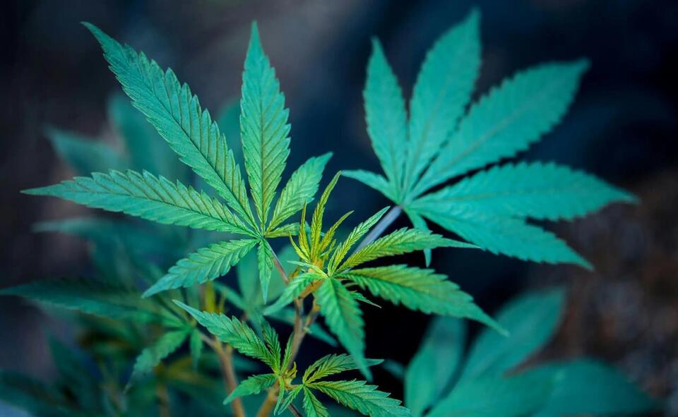 With Marijuana Rescheduling Still Pending, Federal Workplace Drug ...