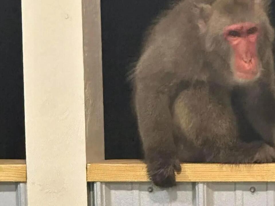 Missing monkey in Colleton County identified as 15-year-old Japanese ...